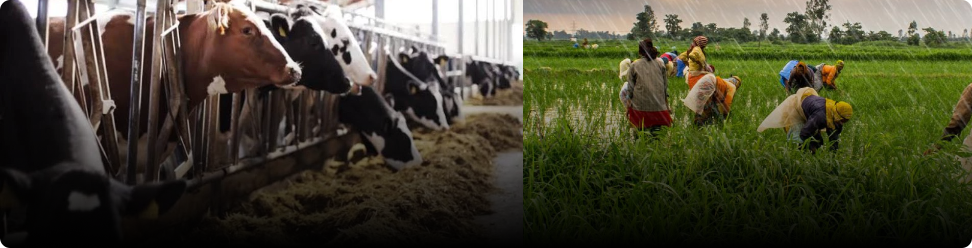 Mintbook School Digital Library